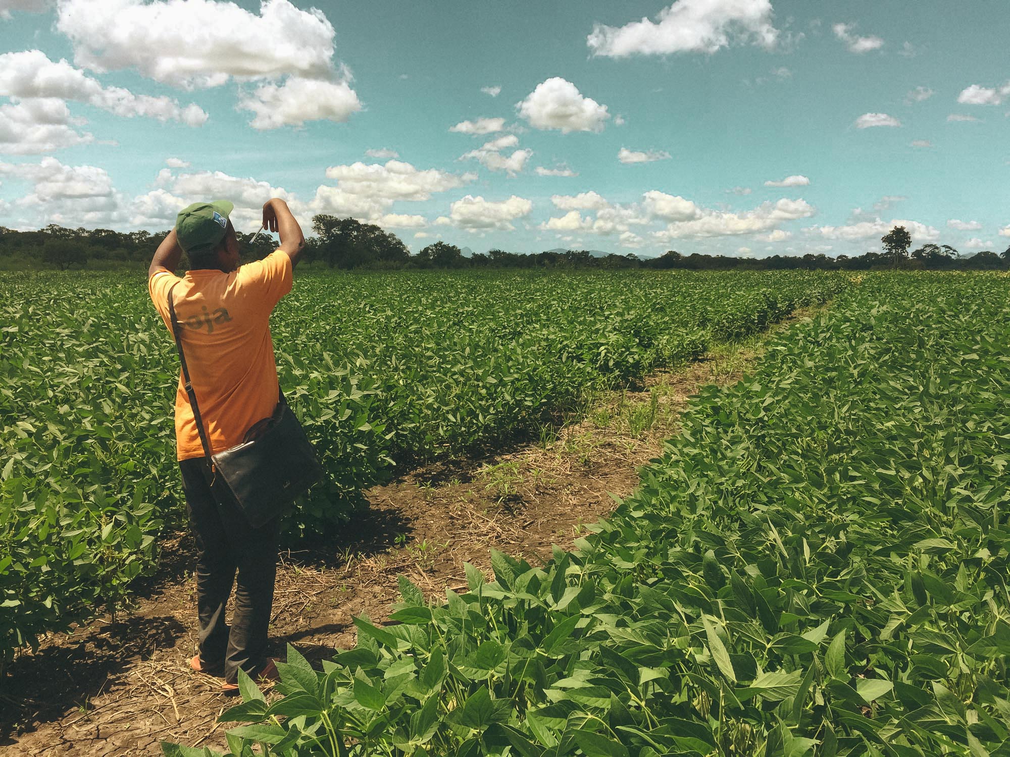 The role of medium-scale farming in rural development in Mozambique ...